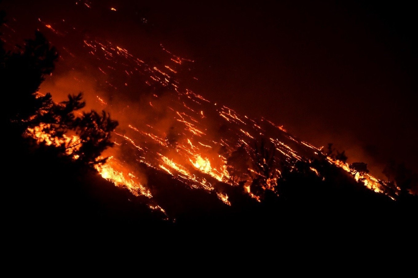 «Η δασική υπηρεσία στο δάσος της Δαδιάς ήταν διακοσμητική, δεν είχε ...
