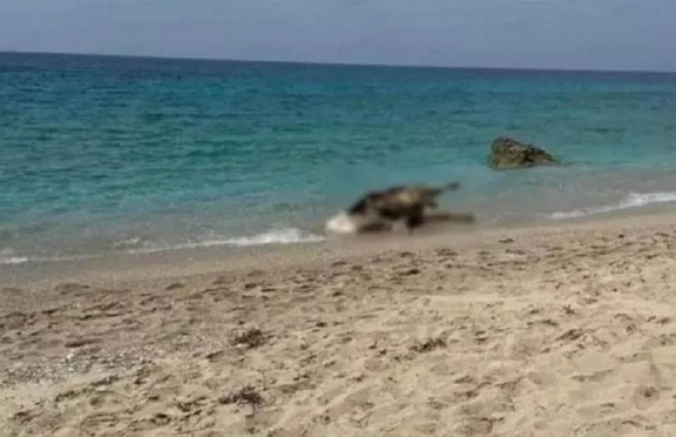 Μακάβριο θέαμα: Νεκρές αγελάδες ξεβράζονται σε παραλίες της Λευκάδας!