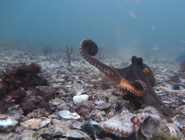 Octopolis, η πόλη των... χταποδιών! (ΦΩΤΟ + ΒΙΝΤΕΟ)